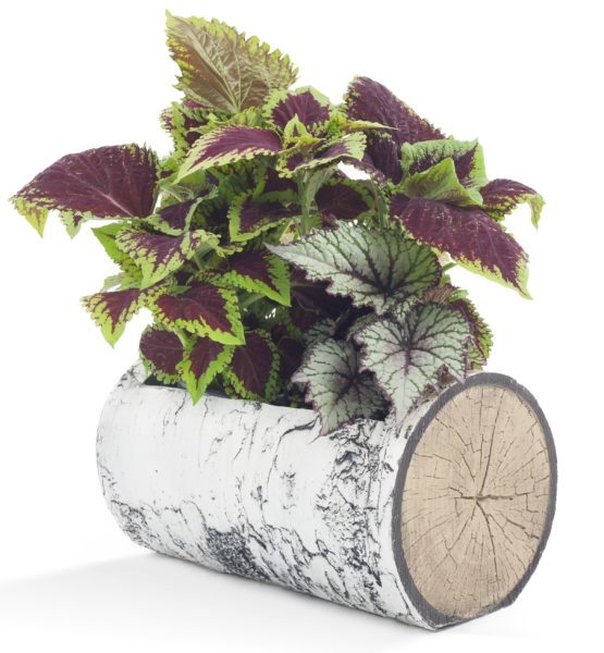 SURREAL 16.5" Horizontal Birch Planter - TransNorth Ltd