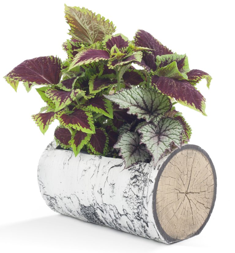 SURREAL 16.5" Horizontal Birch Planter - TransNorth Ltd